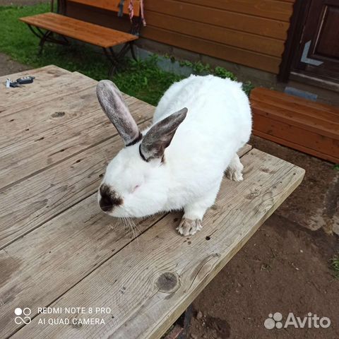 Калифорнийские кролики