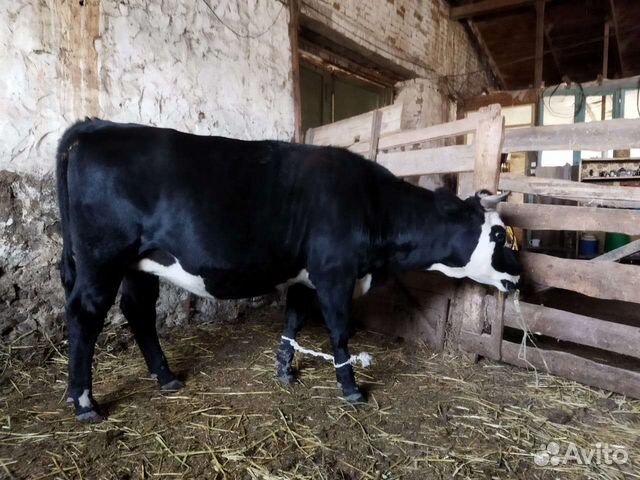 Тëлка стельная