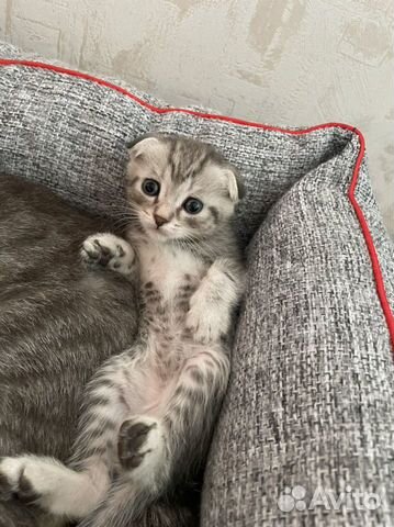 Британские котята