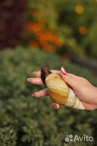 Улитки ахатины