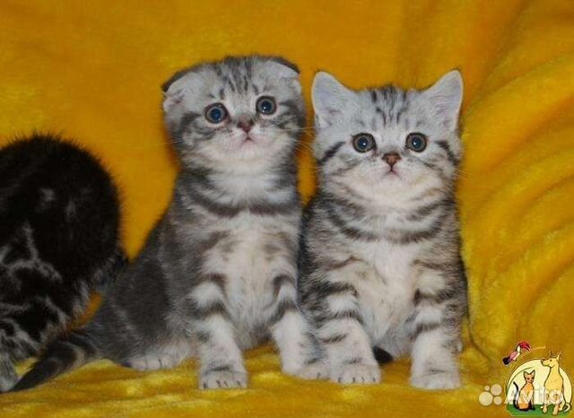 Шотландские котята