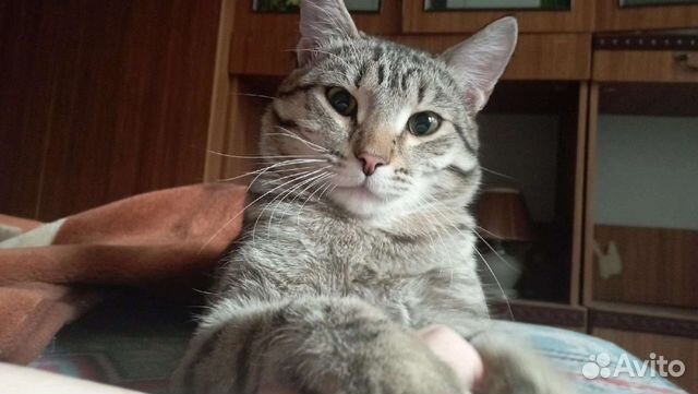 Кот