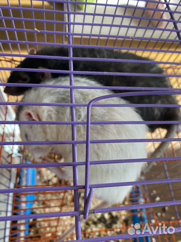 Крыса с клеткой бесплатно