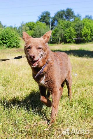 Собака в добрые руки