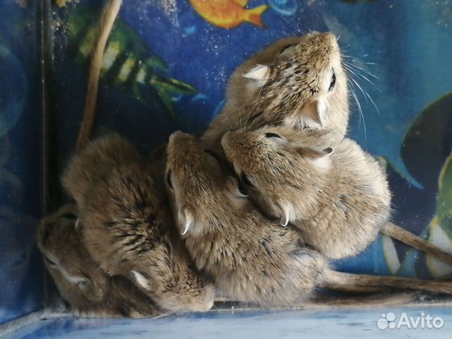 Песчанка малыши