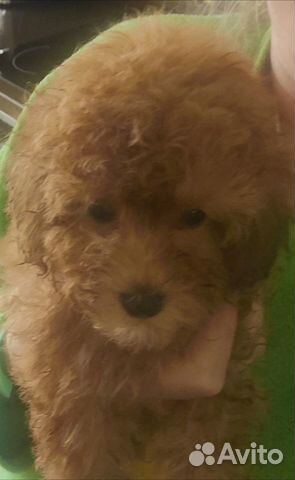 Продаётся девочка той пуделя