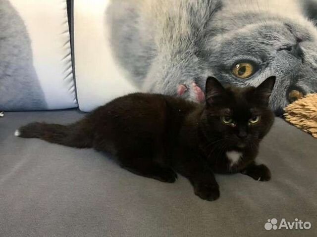 Кошка Мурка