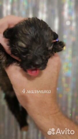 Щеночки добрые ручки