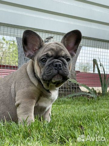 Французская Бьянка