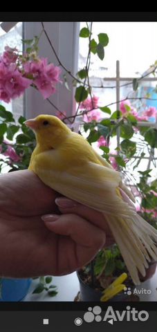 Певчие птицы