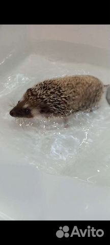 Продам ёжика