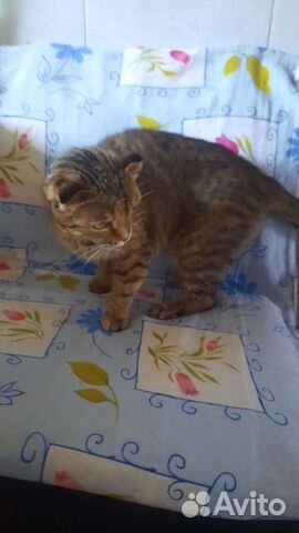 Веслаухая кошечка