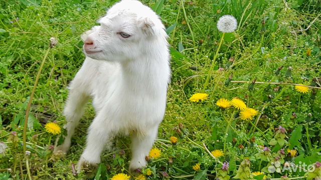 Продам козлят