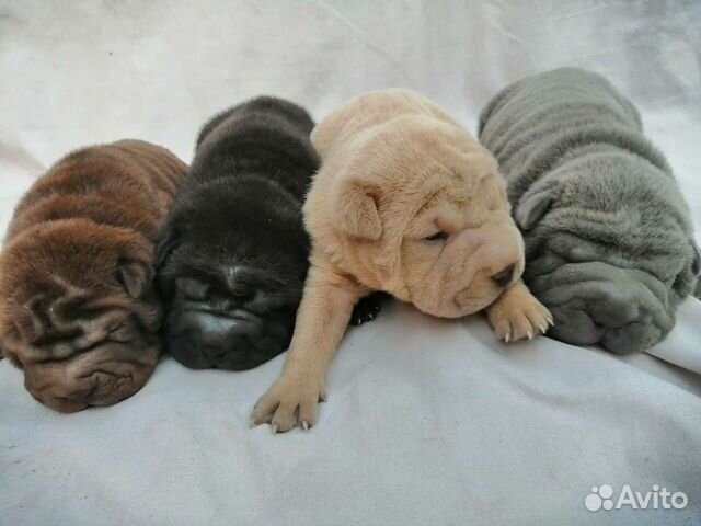 Щенки шарпей