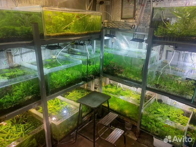 Аквариумные растения ферма
