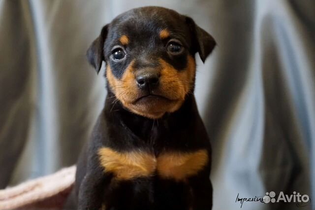 Цвергпинчер ч-п