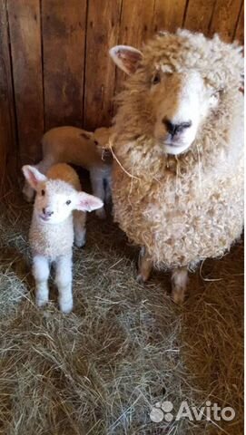 Бараны овечки