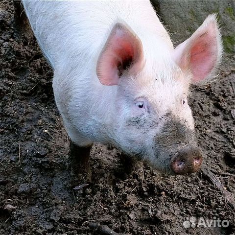 Свиньи живым весом или на мясо