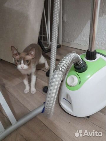 Котята донского сфинкса 6месяцев