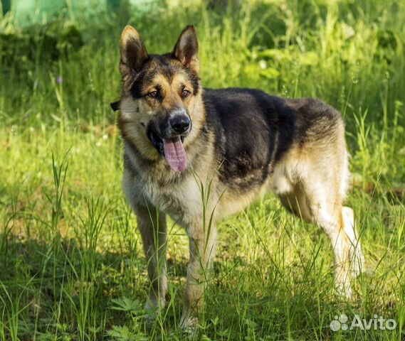 Овчар ищет новый дом