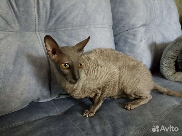 Корниш-рекс отдам