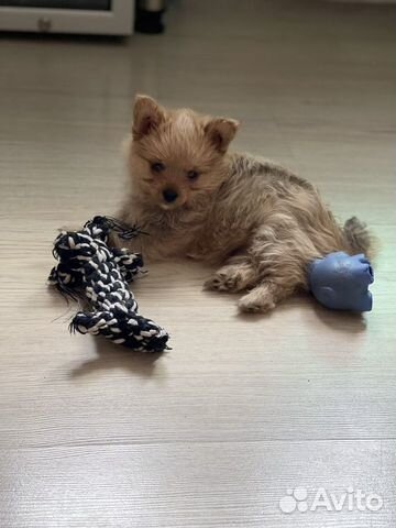 Помесь шпица и йоркширского терьера