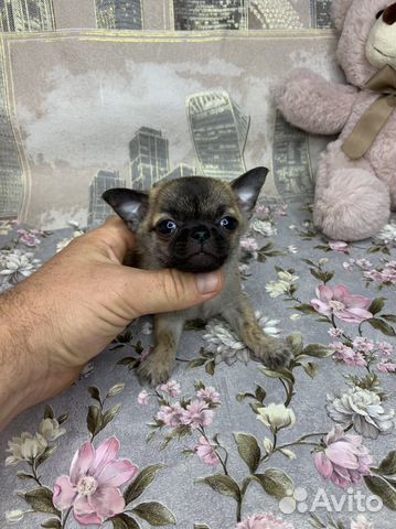 Микро микро микро мальчик чихуахуа