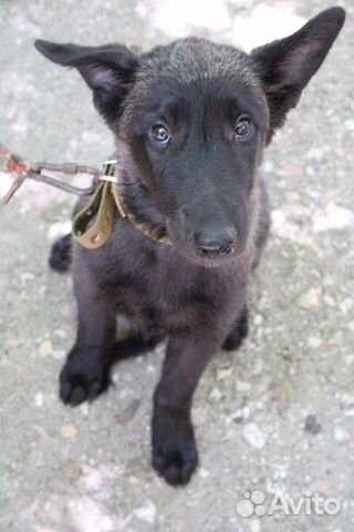 Грюнендаль