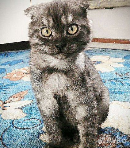 Котенок мальчик 4 месяца Шотландская вислоухая