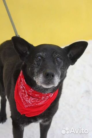 Собака Черныш в добрые руки