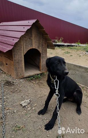 Собака в добрые руки мальчик