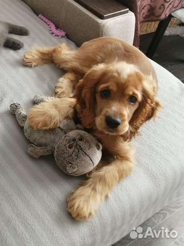 Американский кокер спаниель