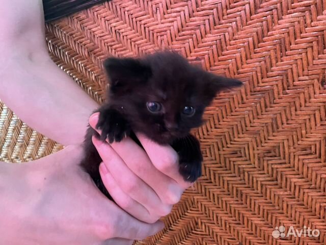 Черный котенок девочка