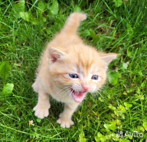 Рыжая котёнок-девочка ищет хозяина
