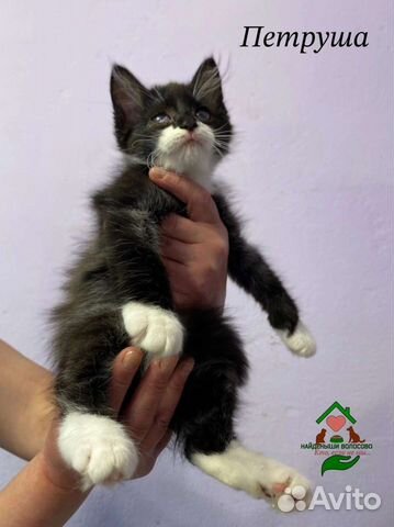 Котенок черный соболь