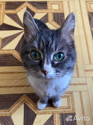 Ищите друга на конец света