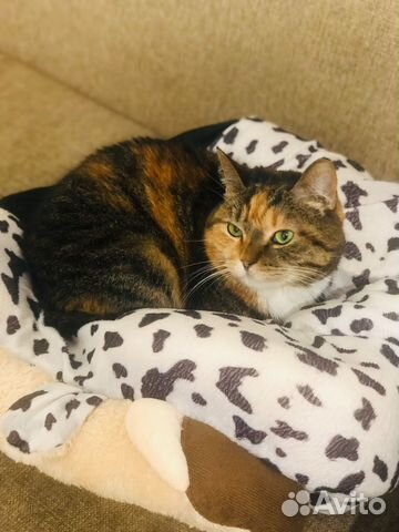 Добрая домашняя трехцветная киса