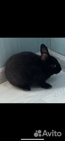 Декоративные кролики