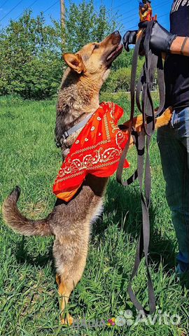 Очаровашка Мира ищет дом