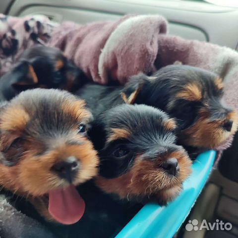 Йоркширский терьер щенки стандарт