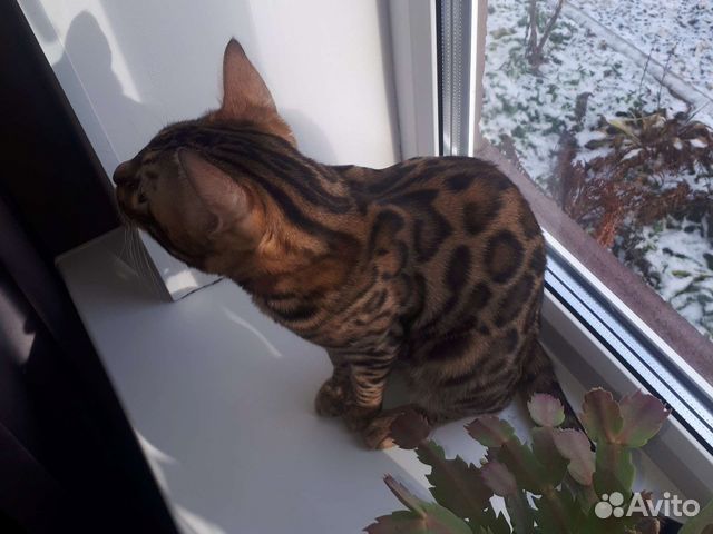 Бенгальская