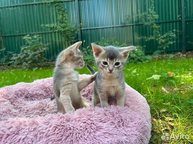 Абиссинские котята