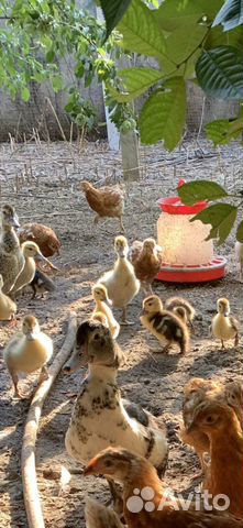 Утята индоутки 1.5 месяца