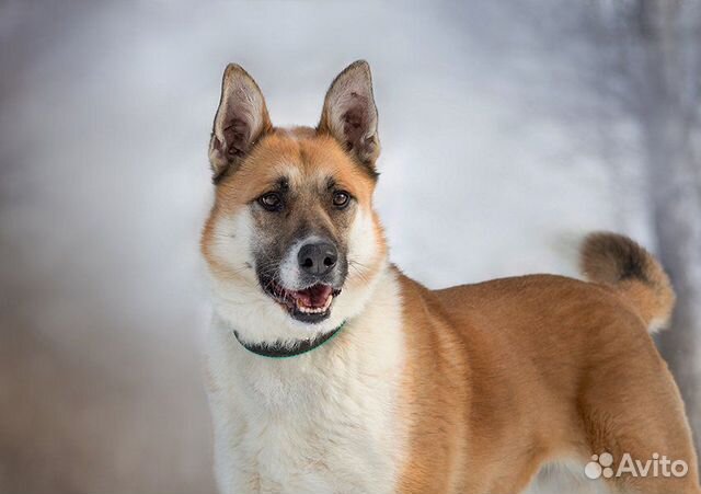 Красавец Граф ждет своего хозяина в приюте