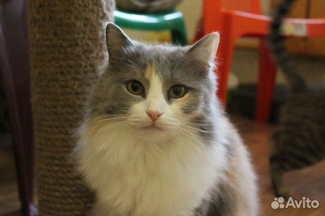 Пушистая красавица ищет дом (из приюта)