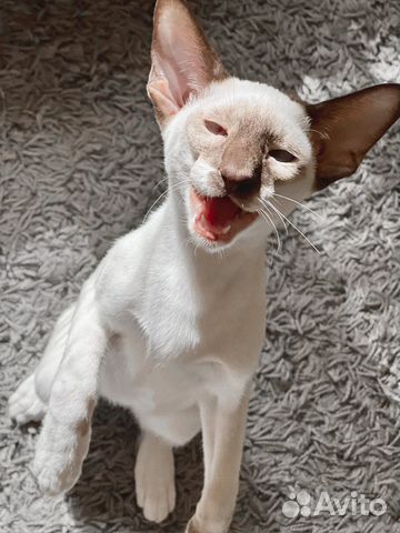 Ориентальная кошечка