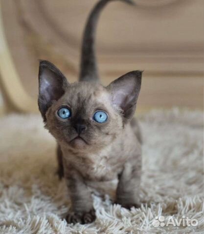 Котята девон-рекс