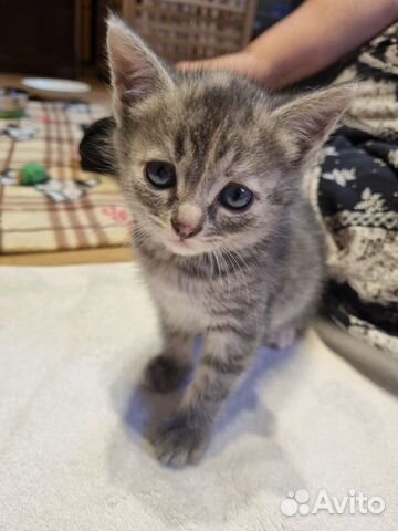 Котенок девочка голубая черепашка