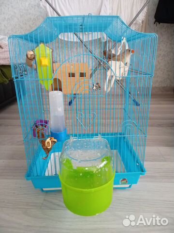 Зебровые амадины