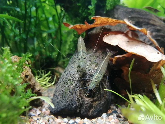 Креветки Амано. Доставка. Самовывоз